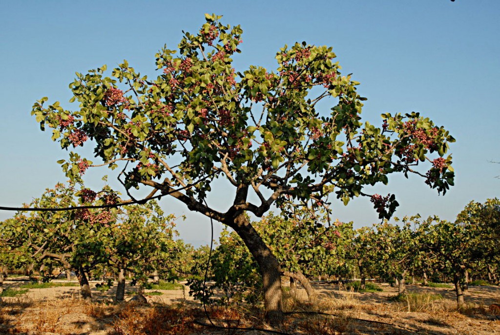 The pistachio tree - Aegina's pistachio
